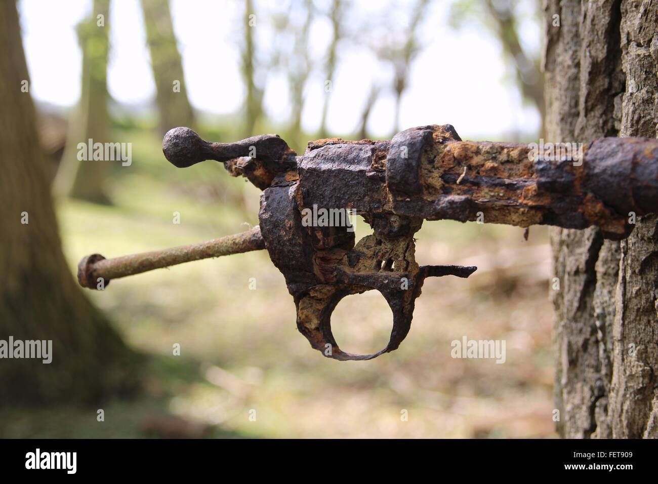 Rusty Metal Tool Attached On Tree Trunk Stock Photo - Alamy