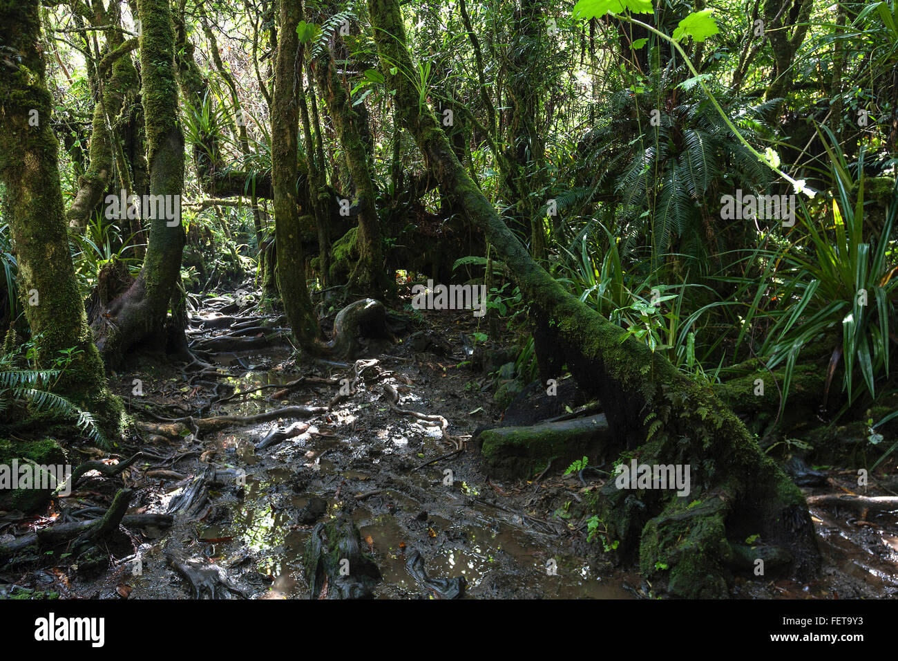 Tropical france hi-res stock photography and images - Alamy