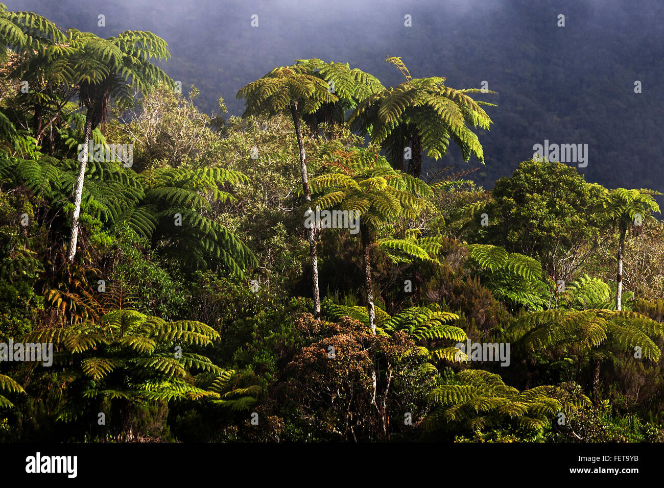 Tree ferns (Cyatheales), tropical rainforest, Forêt de Bélouve, Réunion ...