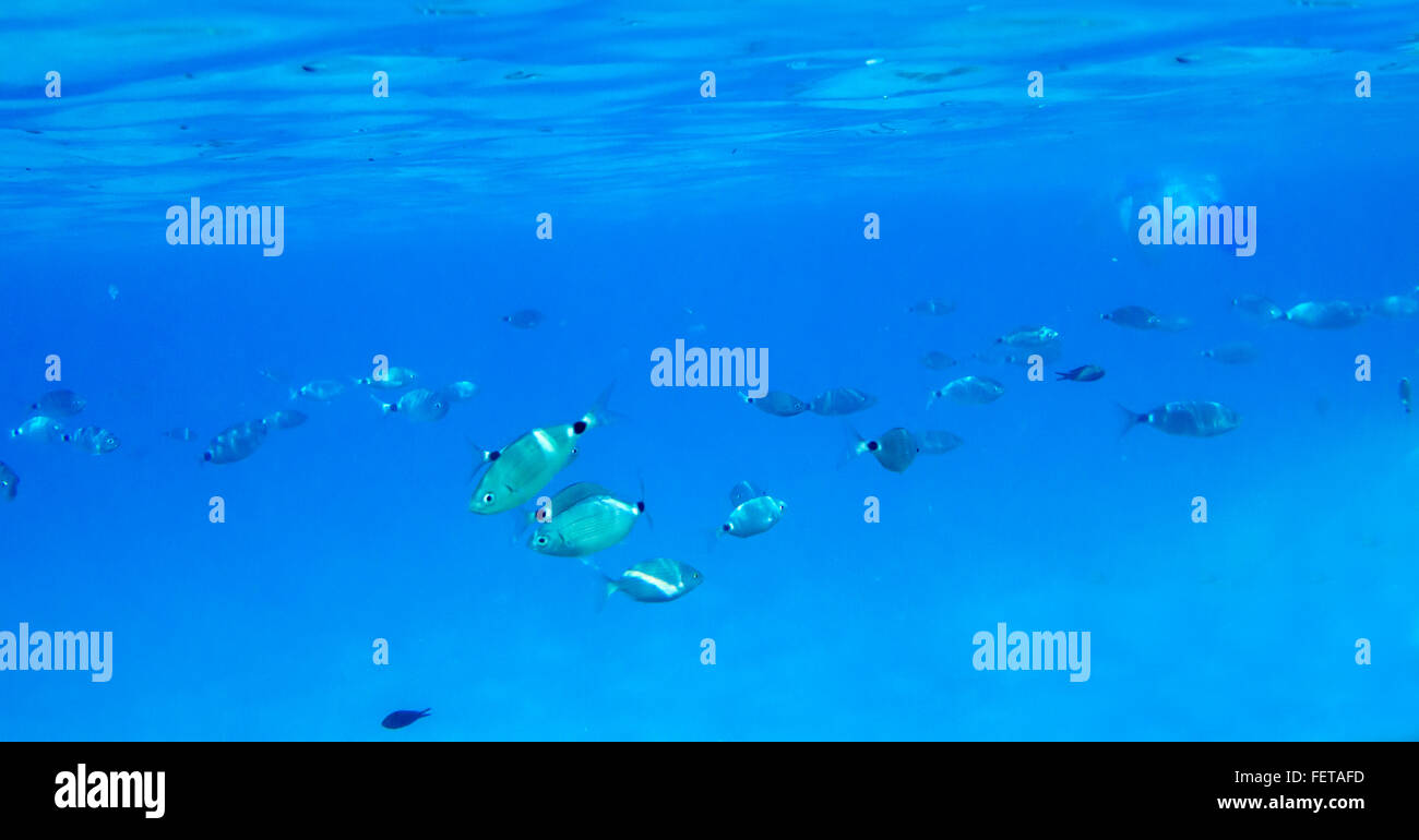 Skin diving hi-res stock photography and images - Alamy