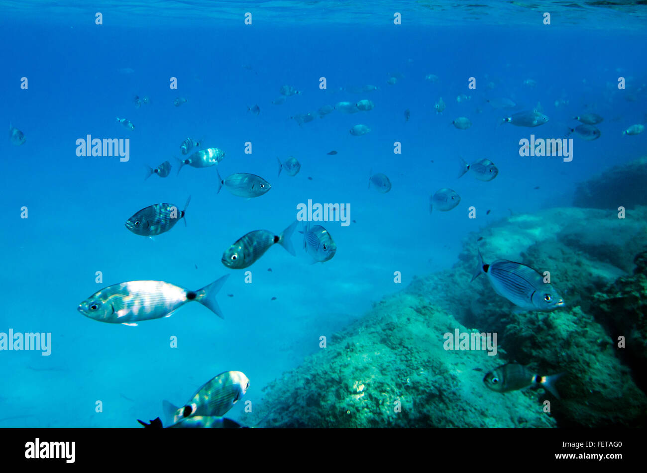 Deep Ocean Floor Fish