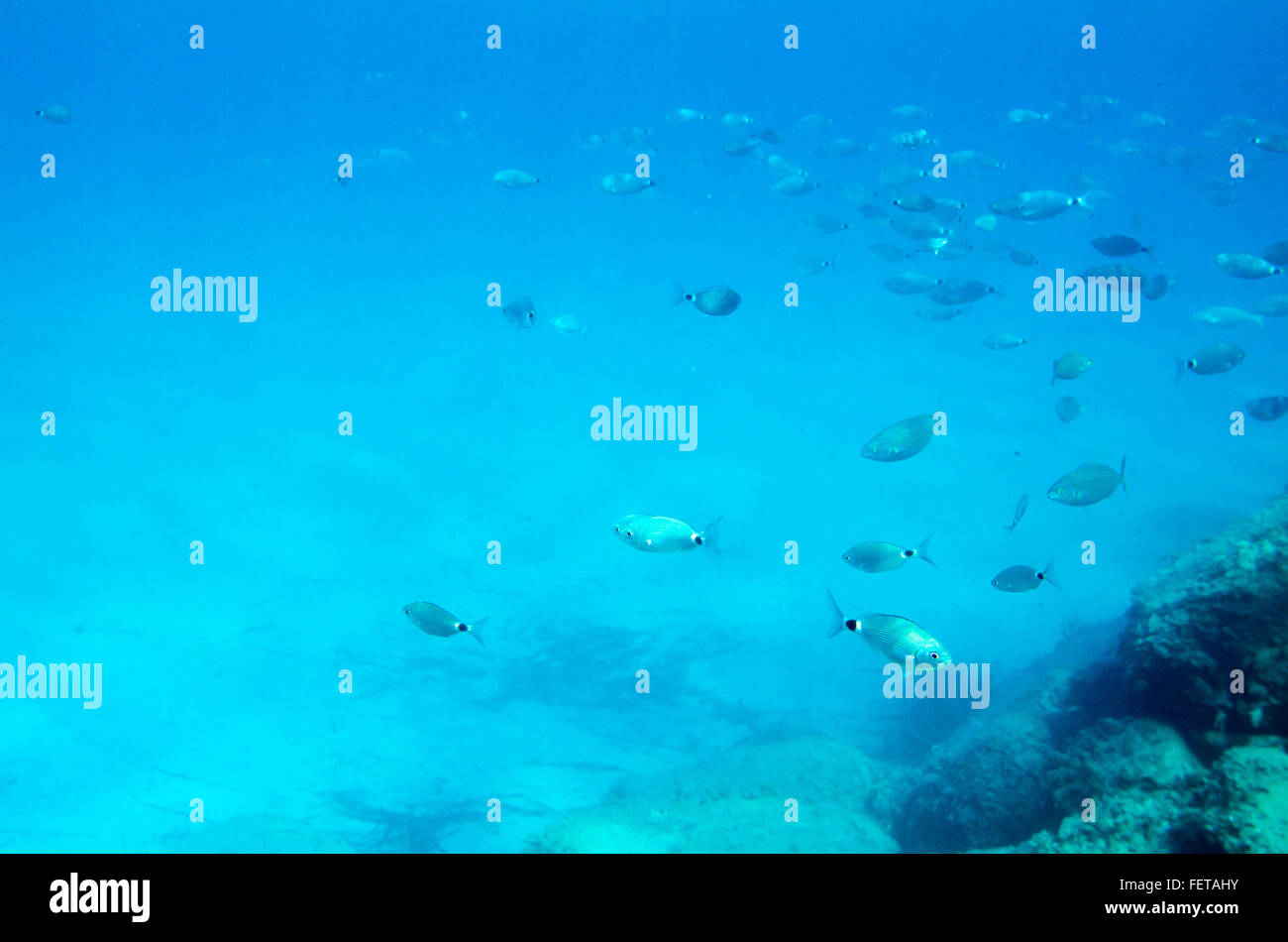 Mediterranean fish underwater. Called Sparlotti in italian Stock Photo ...