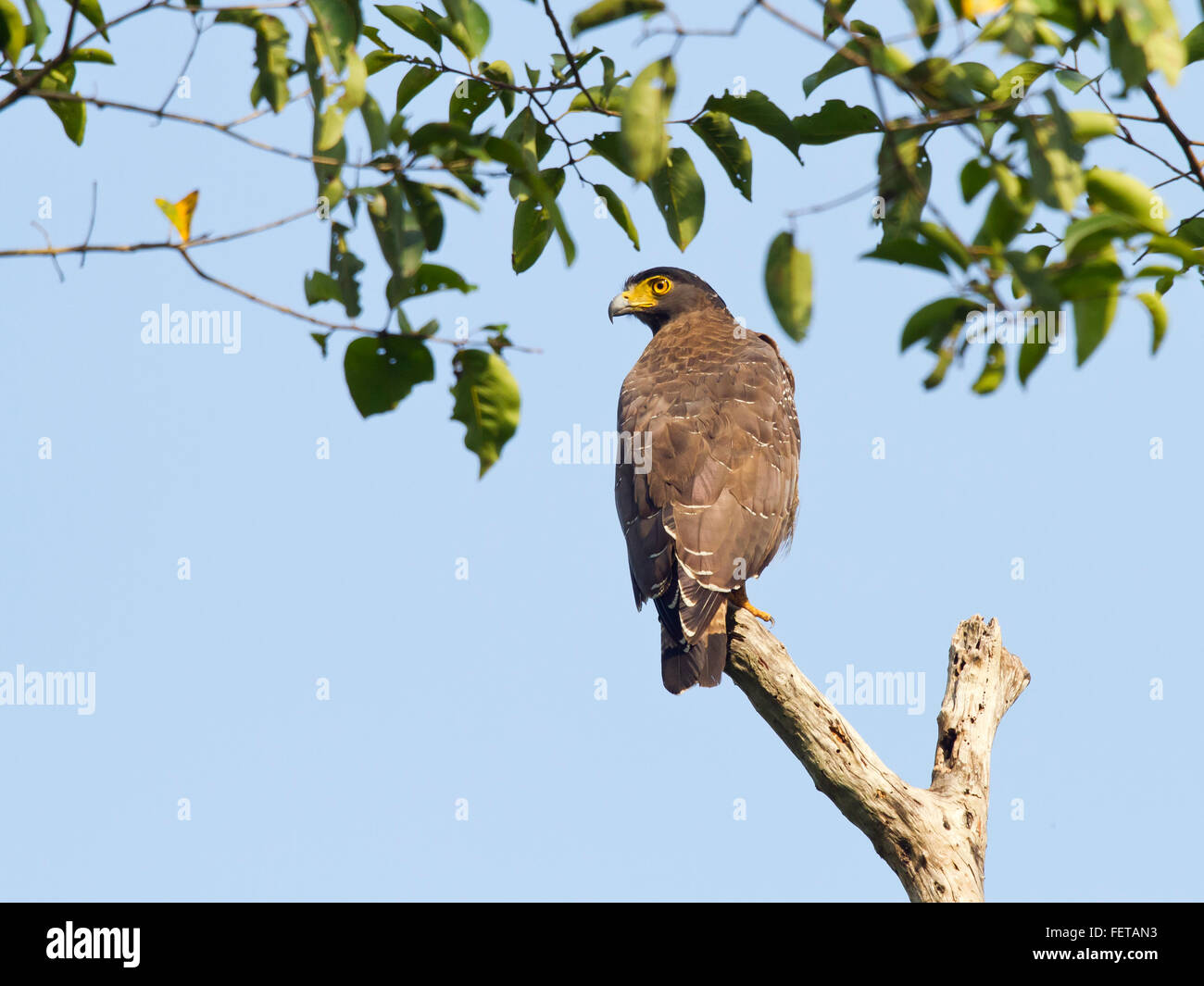 Crested serpent eagle (Spilornis cheela) on the lookout, Kaeng Krachan ...