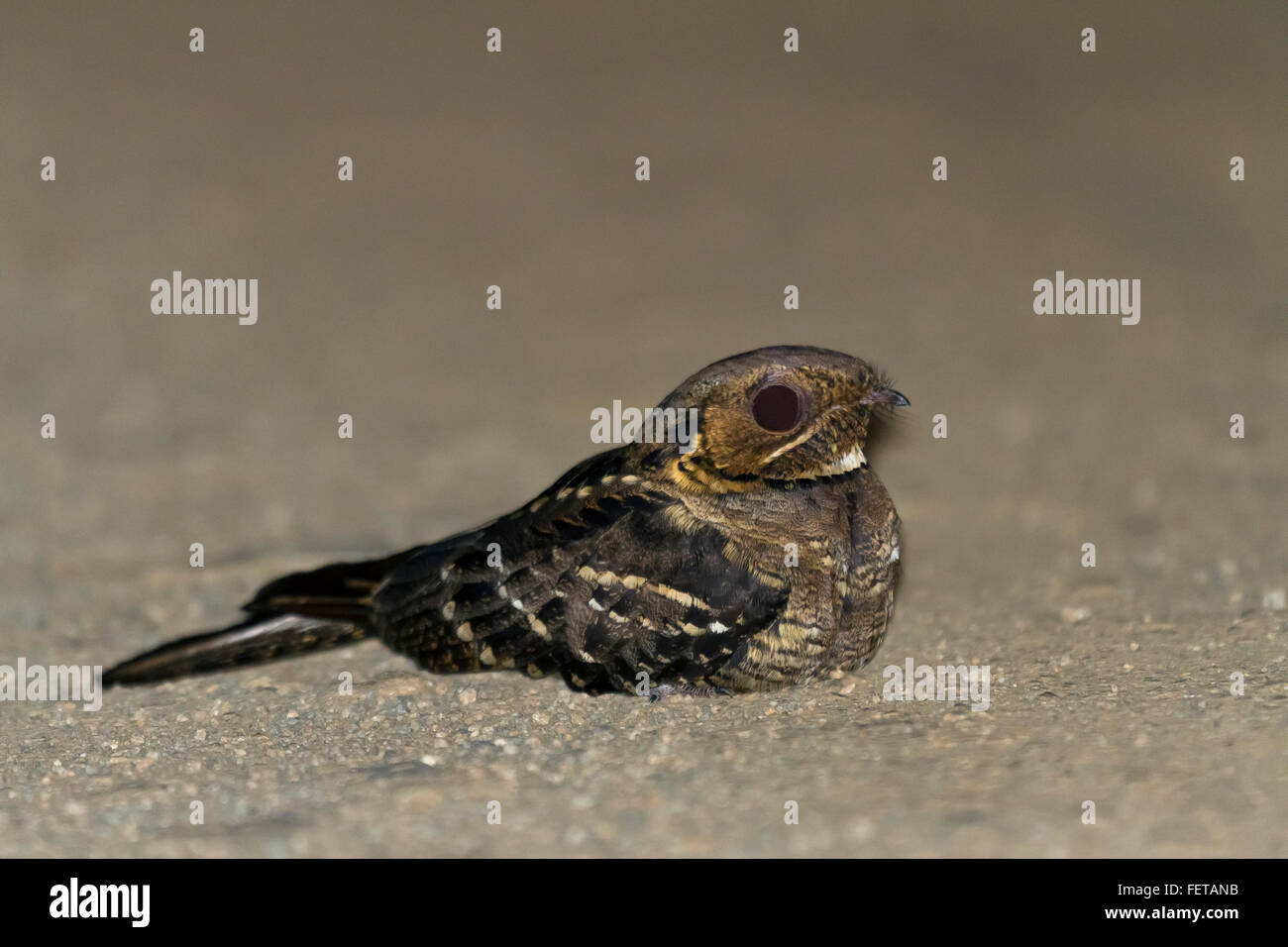 Large-tailed nightjar (Caprimulgus macrurus) sitting in a sand pit ...