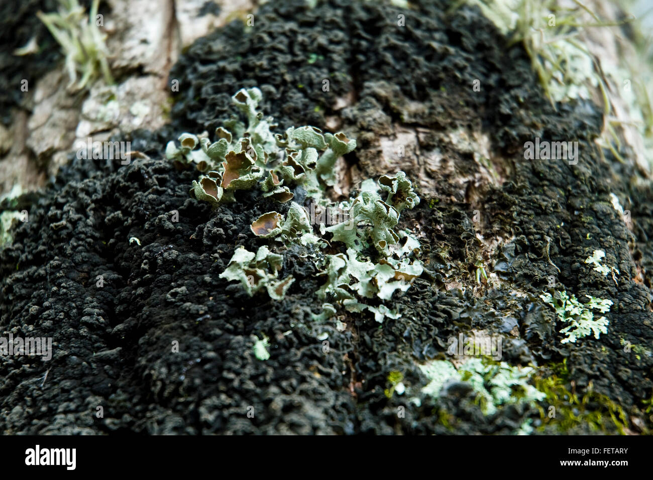Lichen on tree bark, close up Stock Photo - Alamy