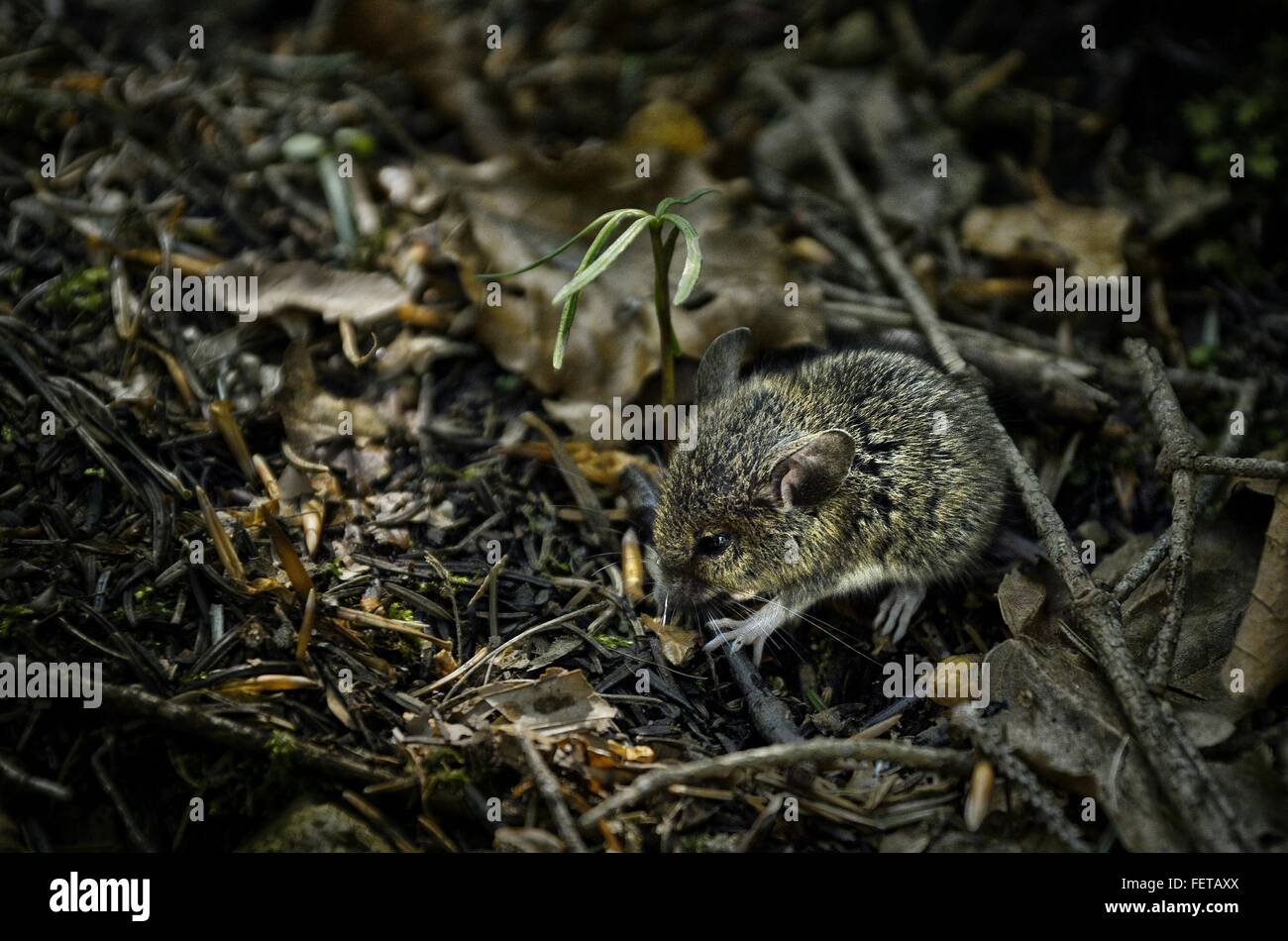 Forest mouse hi-res stock photography and images - Alamy