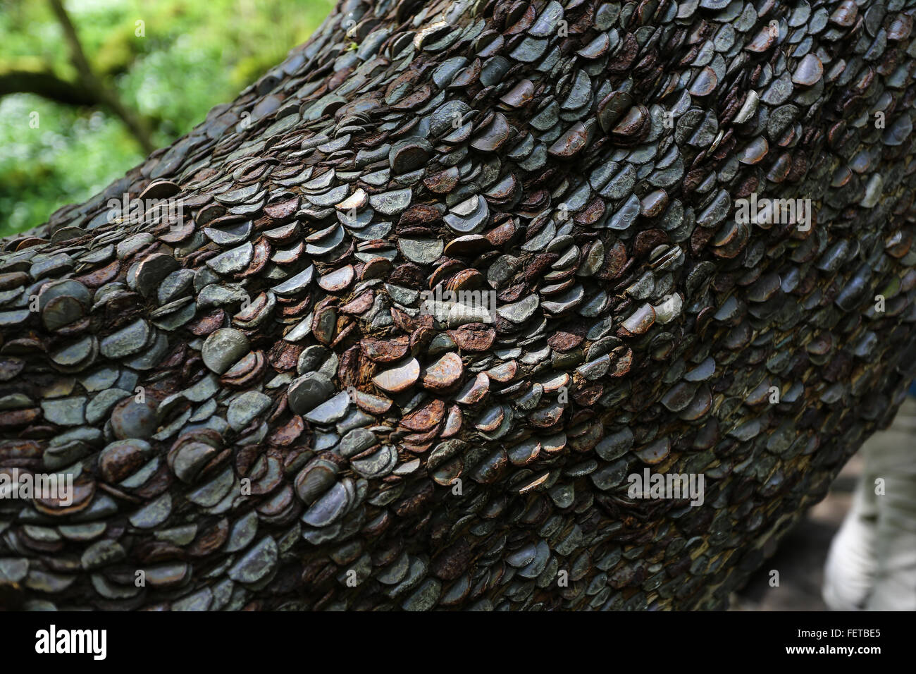 Tree on coin hi-res stock photography and images - Alamy