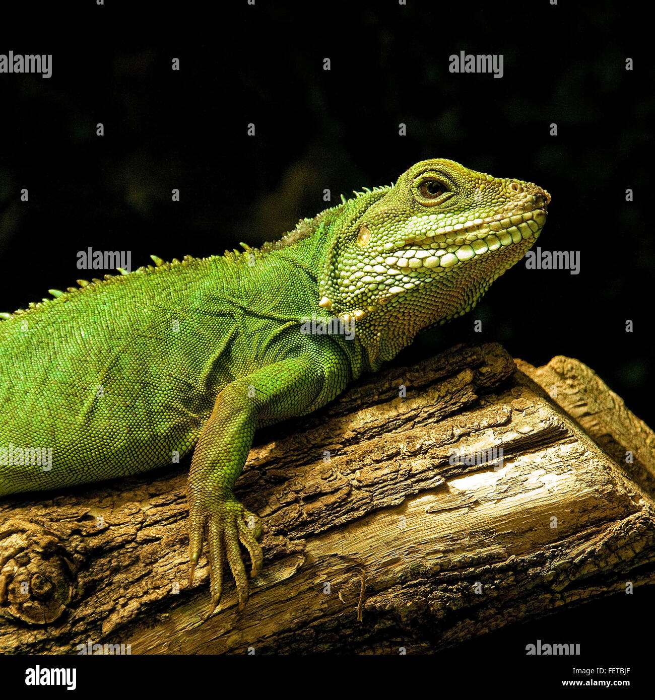 Reptile On Log High Resolution Stock Photography and Images - Alamy