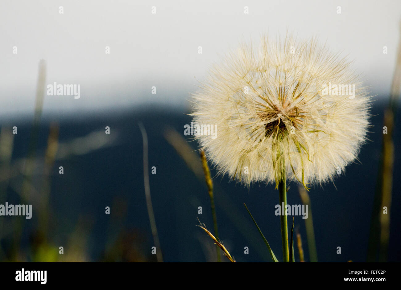Dandelion: Hand holding a dandelion wish, Make a wish plant Stock Photo ...