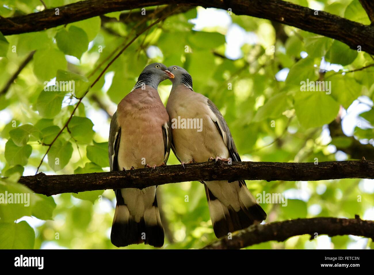 Two pigeons in tree hi-res stock photography and images - Alamy