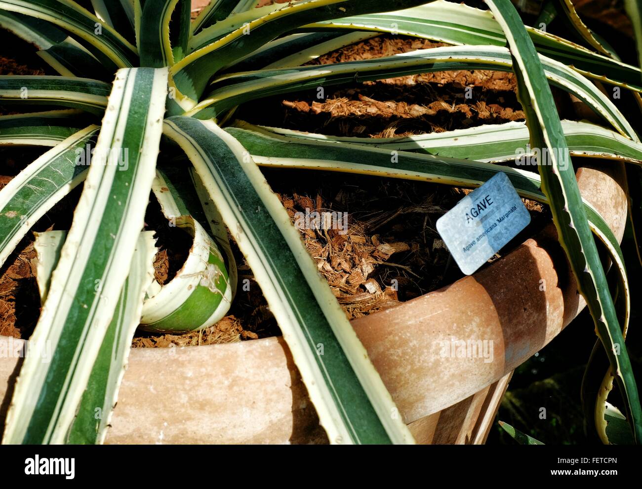 Agave plant in pot hi-res stock photography and images - Alamy
