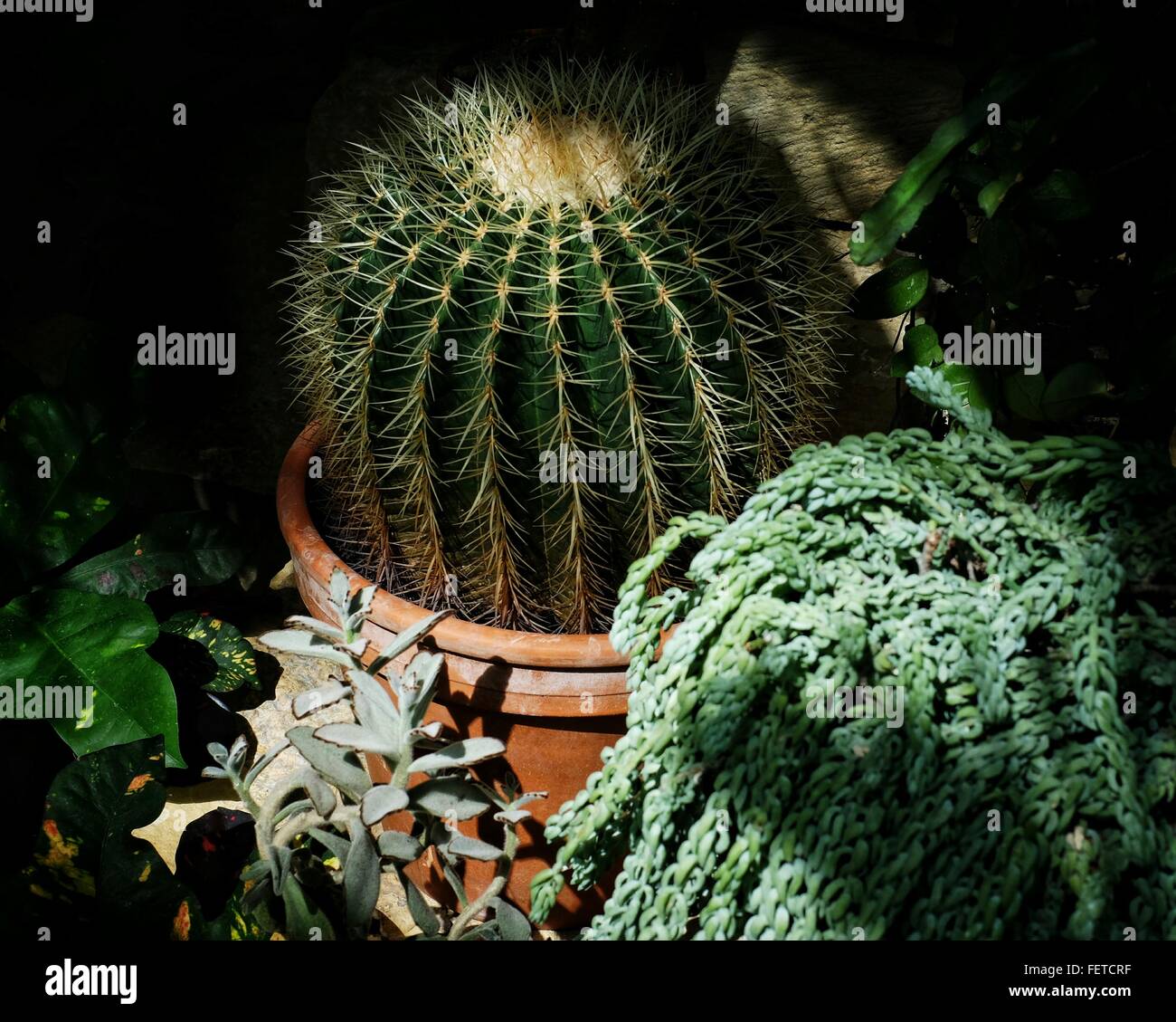 Potted Cactus Stock Photos & Potted Cactus Stock Images - Alamy