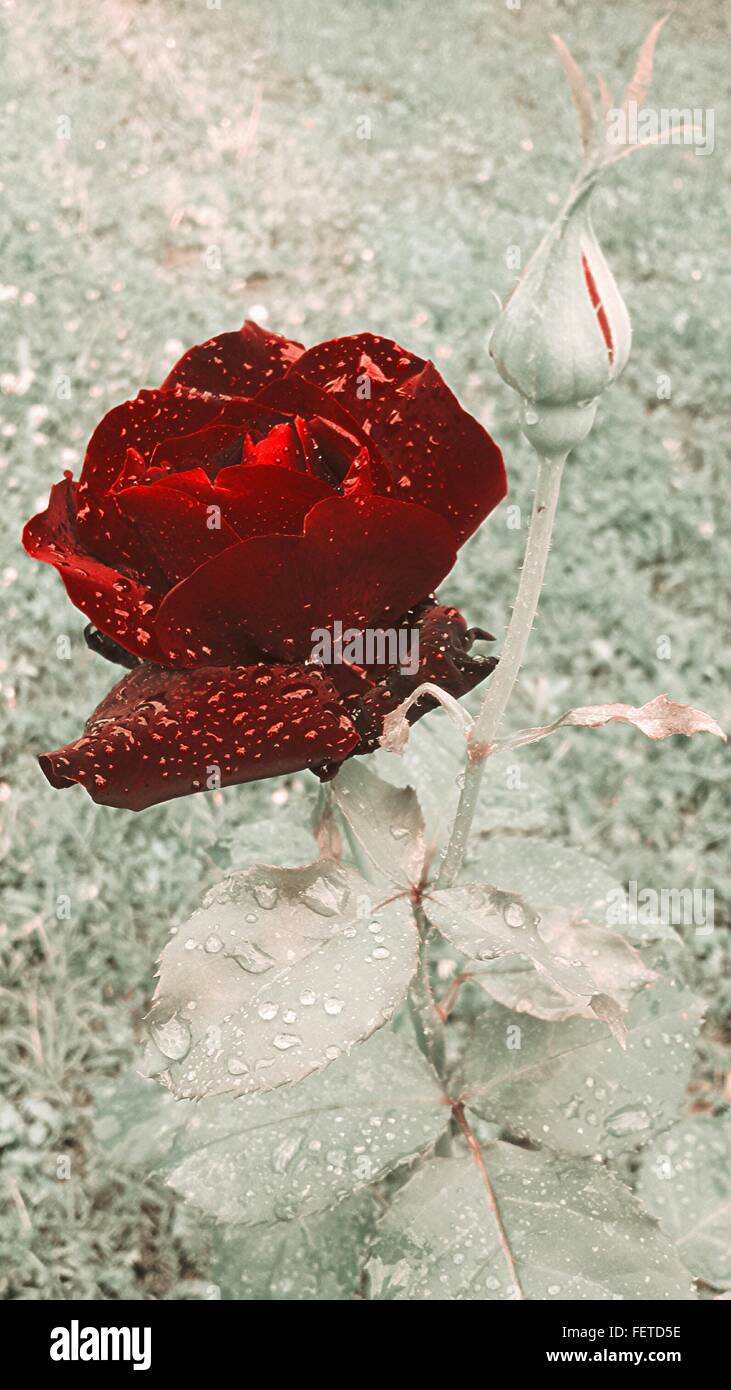 Red rose with dew drops hi-res stock photography and images - Alamy