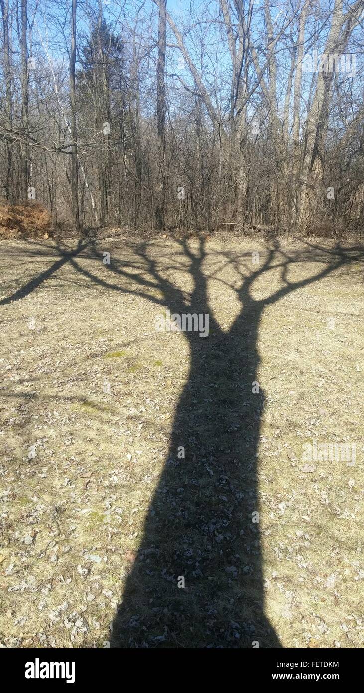Tree Casting Shadow Stock Photos & Tree Casting Shadow Stock Images - Alamy