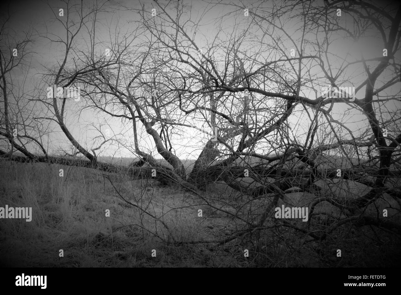 Old tree Black and White Stock Photos & Images - Alamy