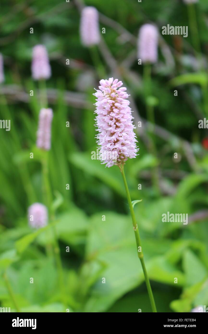 Inflorescence Of Flower Stock Photo - Alamy