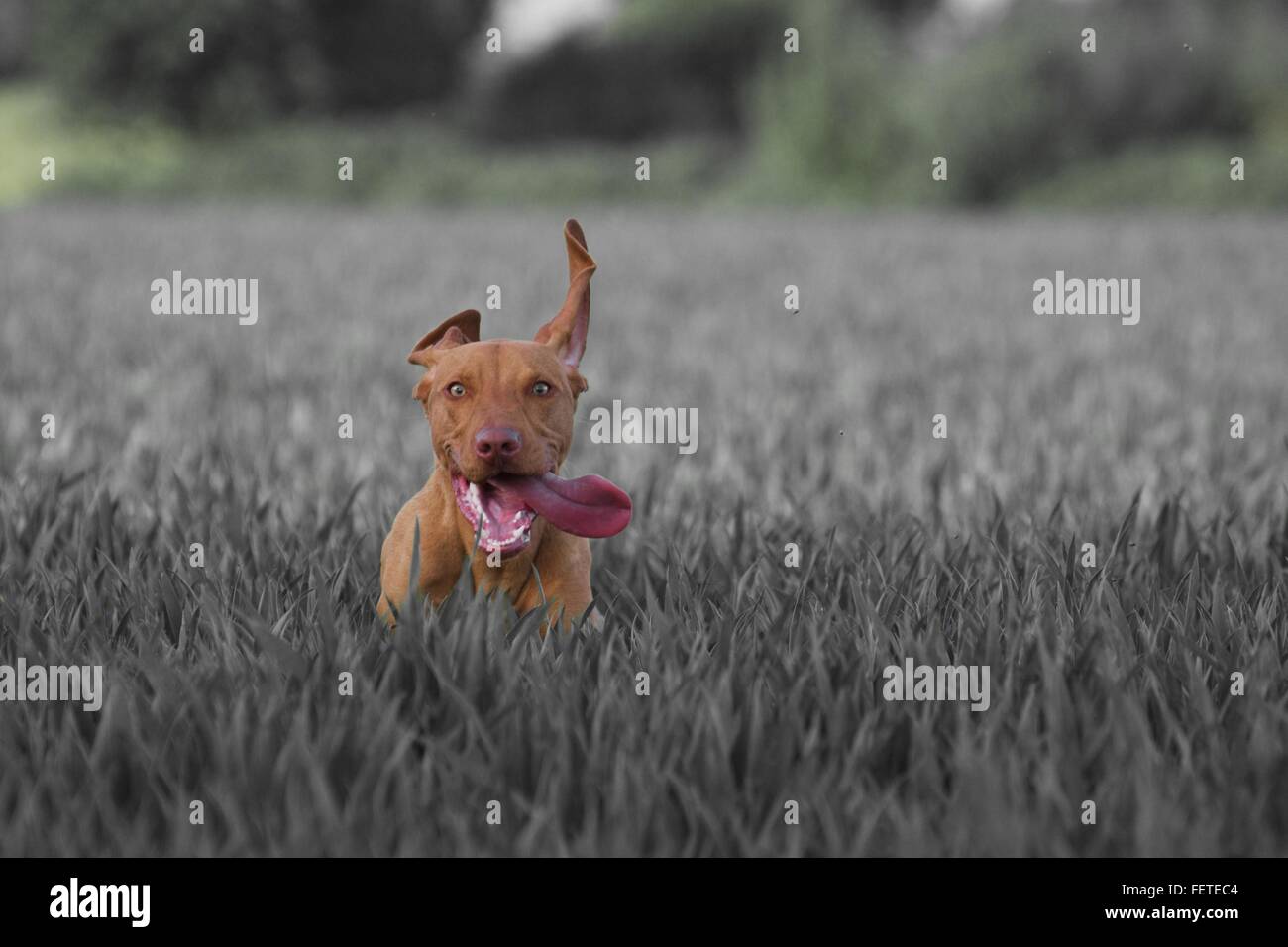 Dog running in grass hi-res stock photography and images - Alamy