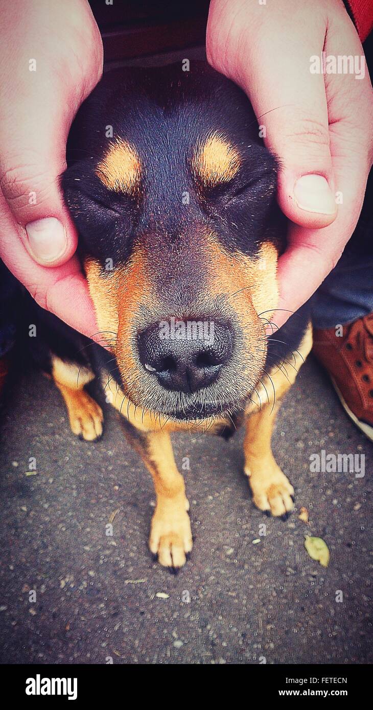 Human hands dog hi-res stock photography and images - Alamy
