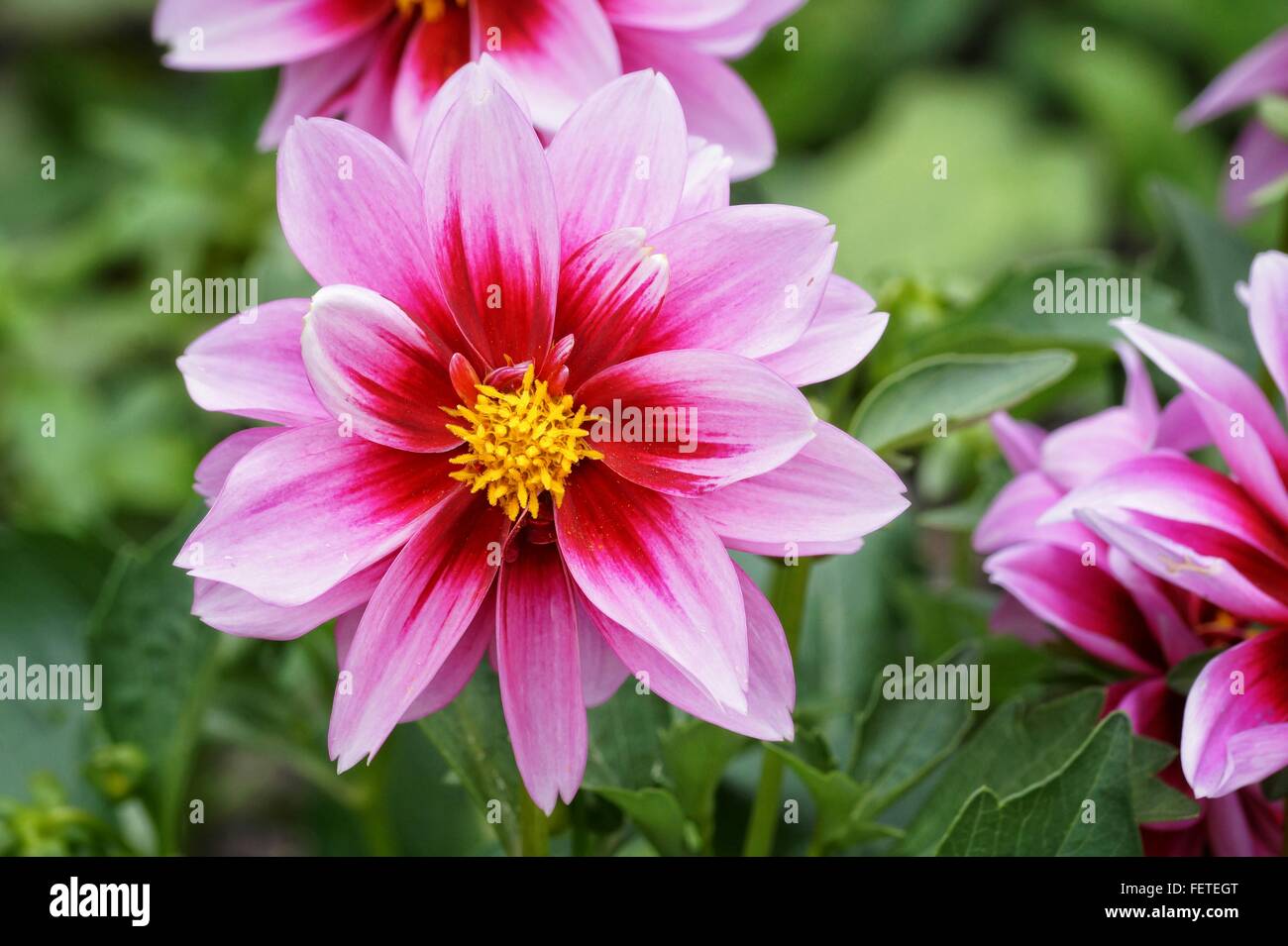 Flower With Pink Petals Stock Photo - Alamy