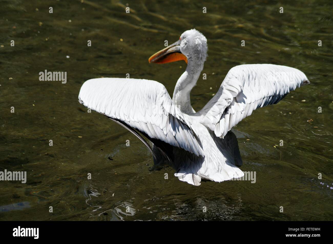 Stretching Wings Stock Photos & Stretching Wings Stock Images - Alamy