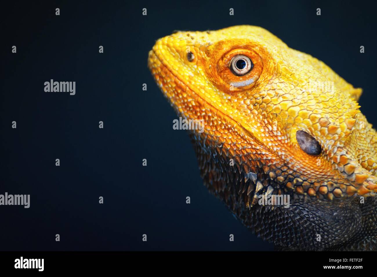 Turtle Head Stock Photos & Turtle Head Stock Images - Alamy