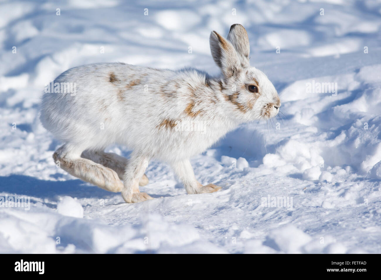 Snowshoe hare hi-res stock photography and images - Alamy
