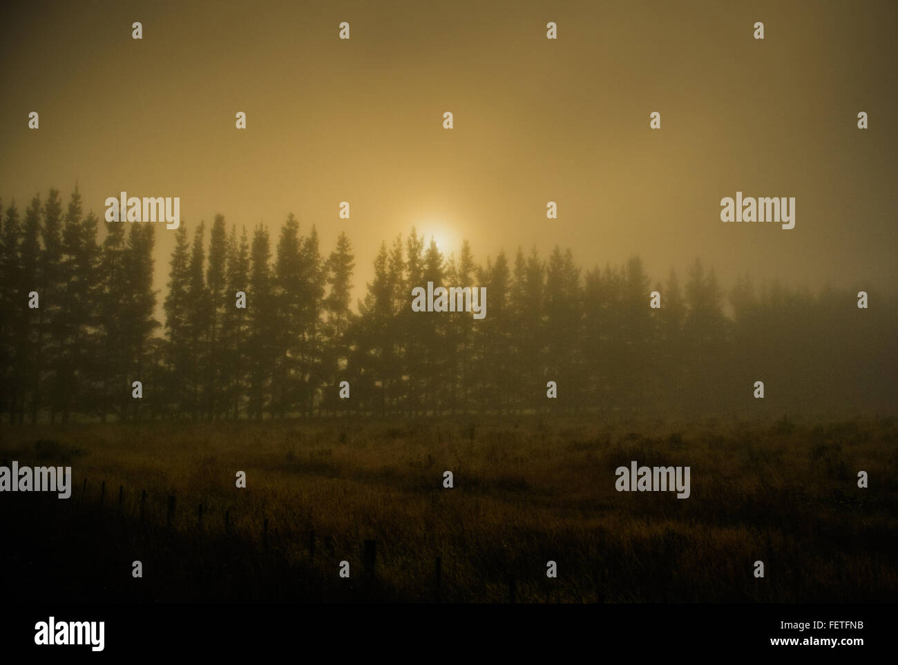 Sun setting over forest hi-res stock photography and images - Alamy