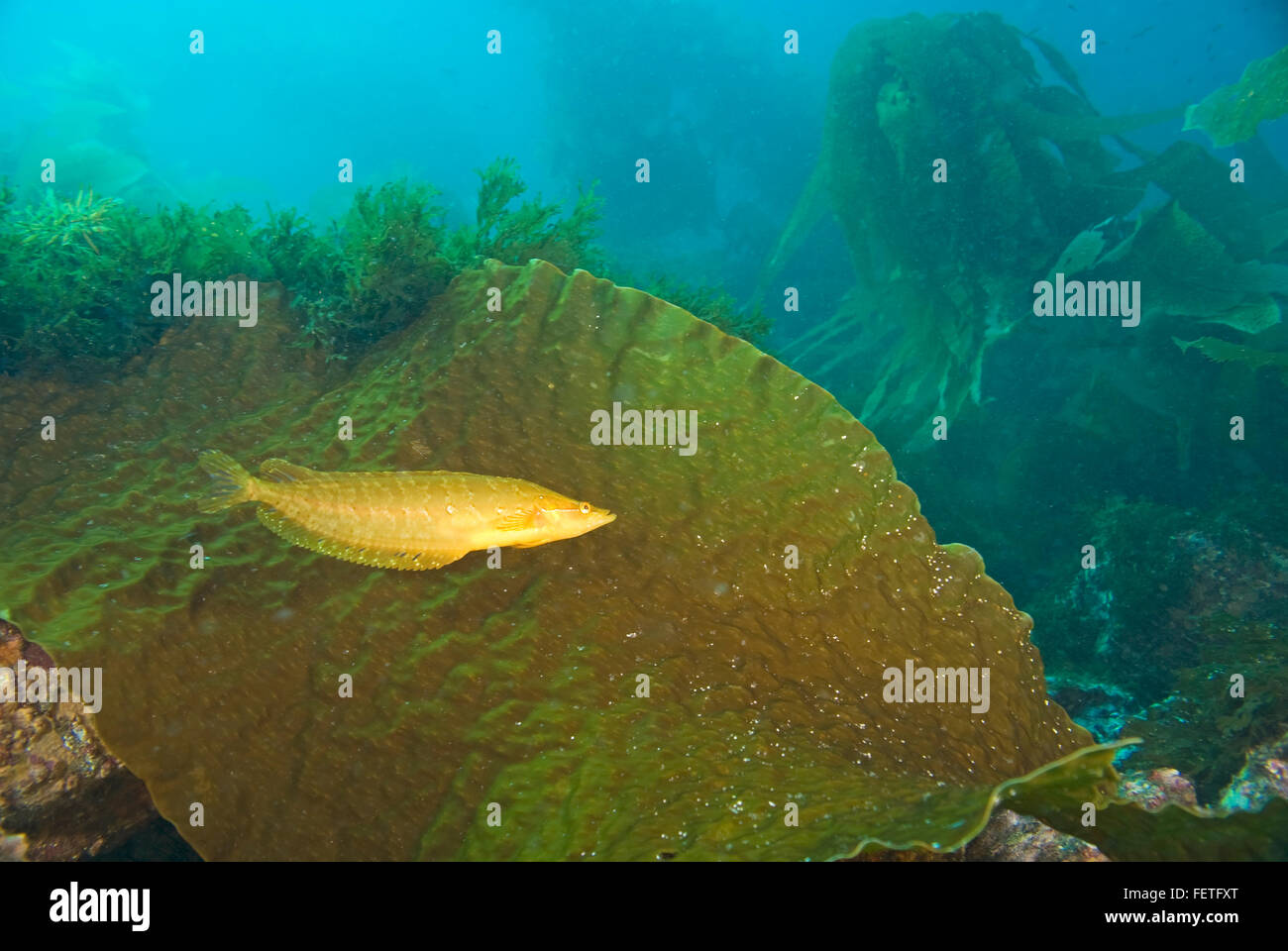 Fish and Giant Kelp at California kelp forest reef Stock Photo - Alamy