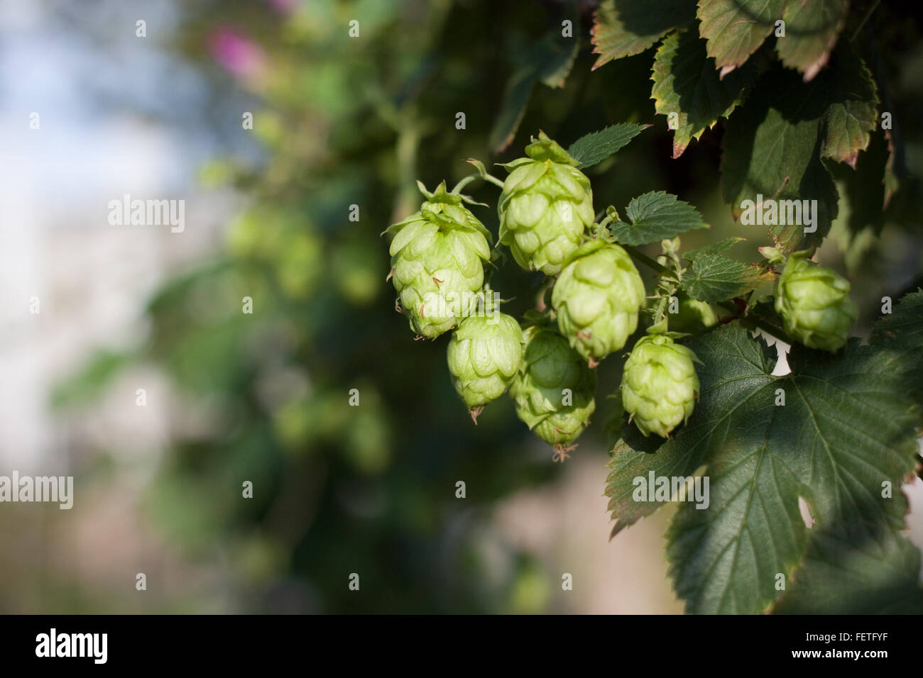 Branch of hop hi-res stock photography and images - Alamy