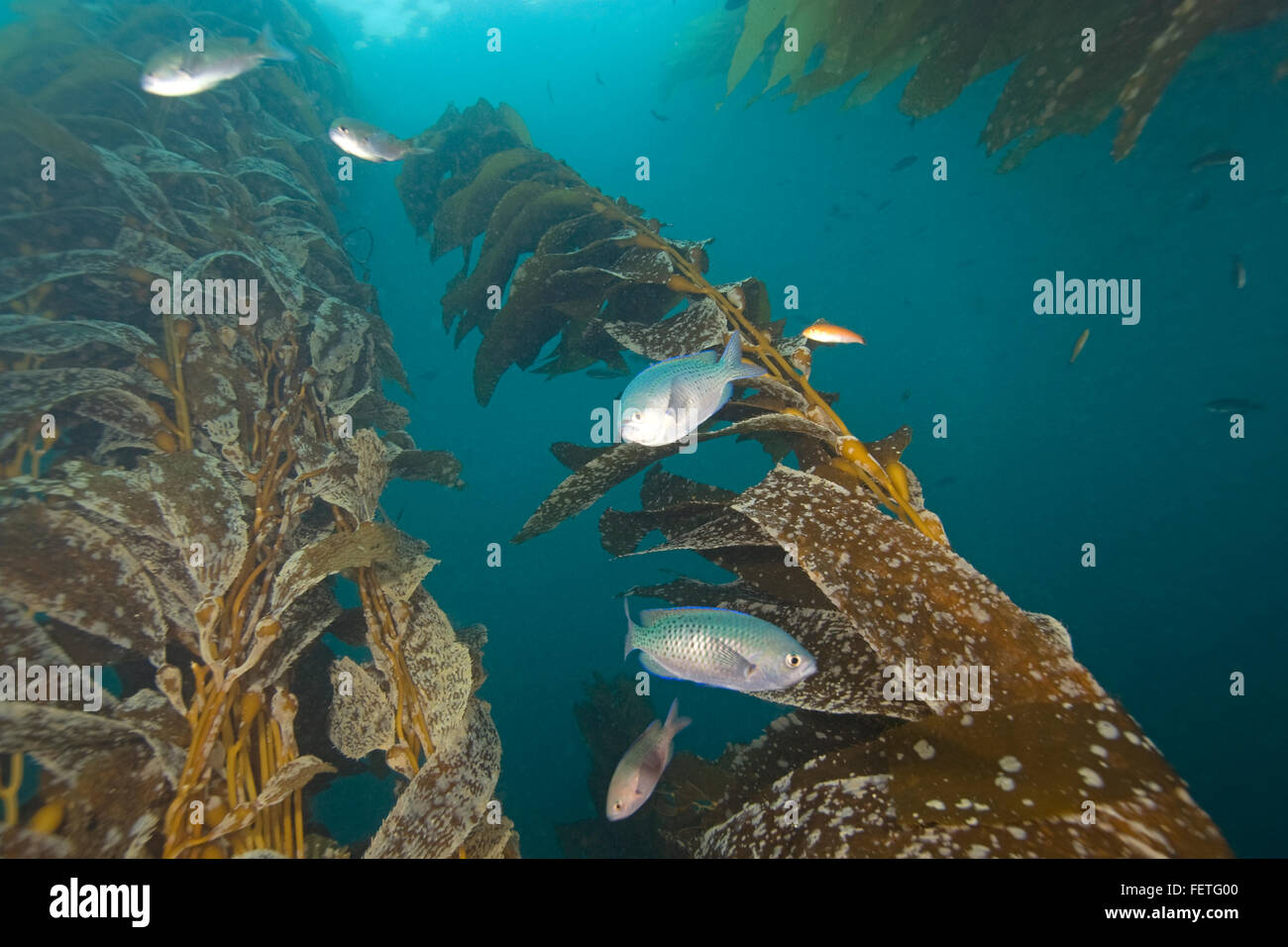 Kelp forest fish hi-res stock photography and images - Alamy