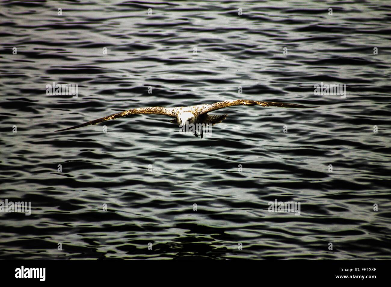Flying over water hi-res stock photography and images - Alamy