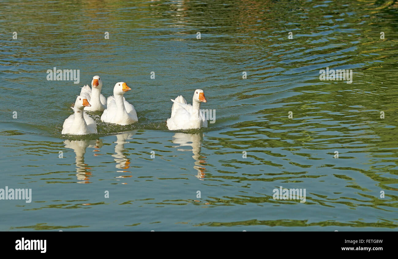group of white domestic goose swimming in pond Stock Photo - Alamy