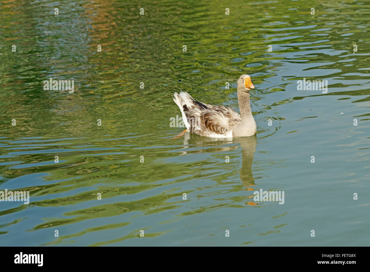 group of domestic goose swimming in pond Stock Photo - Alamy