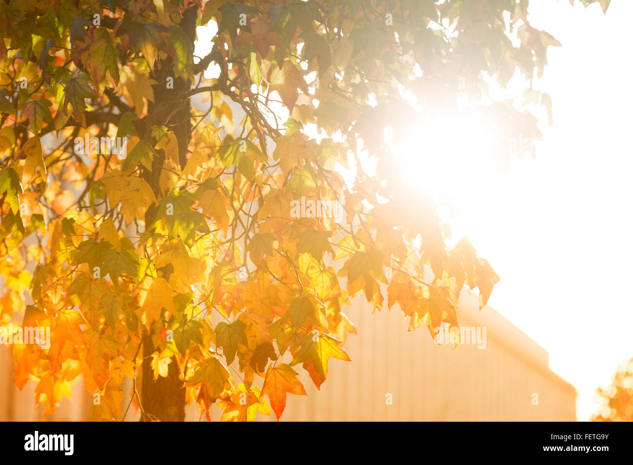 Bright sunburst through leafy tree Stock Photo - Alamy