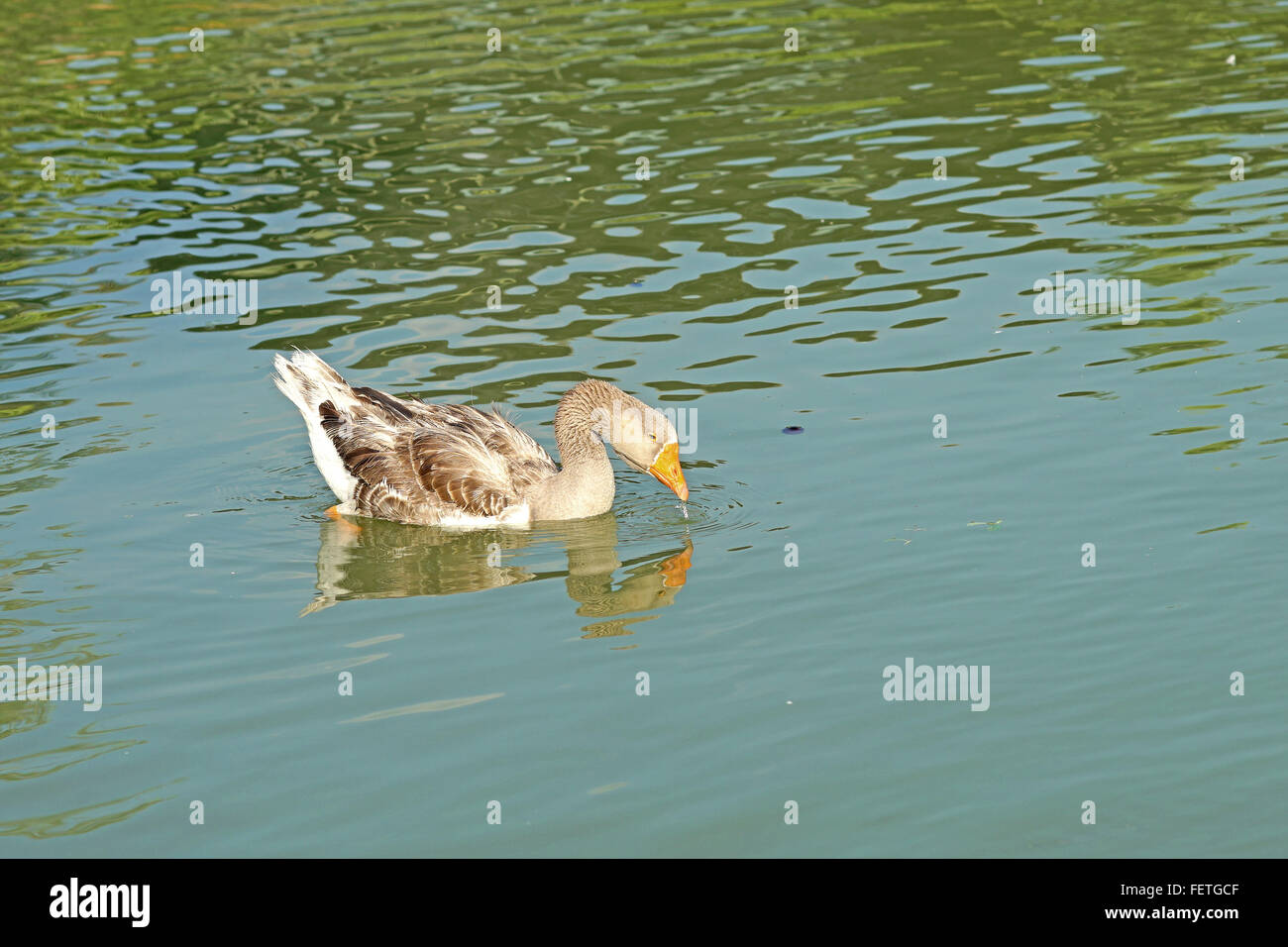 group of domestic goose swimming in pond Stock Photo - Alamy