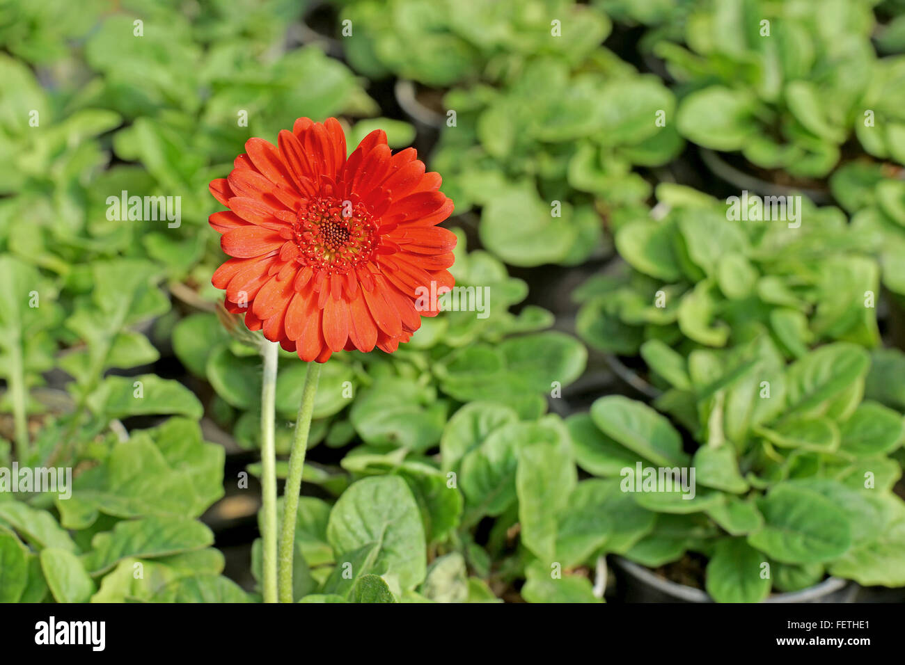 Barberton flower hi-res stock photography and images - Alamy