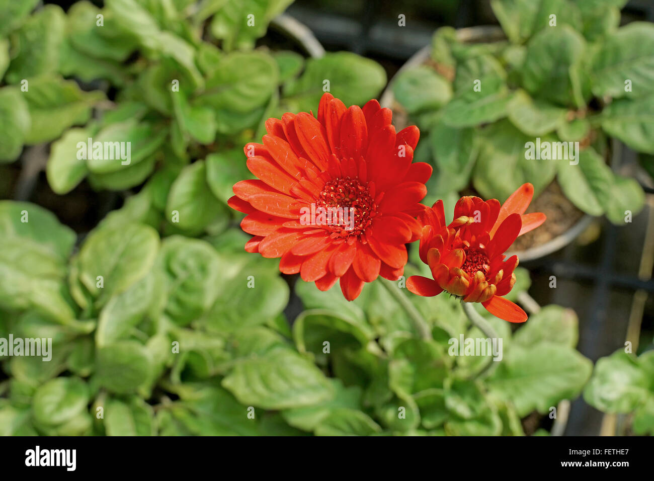 beautiful gerbera or barberton daisy flower in garden Stock Photo - Alamy