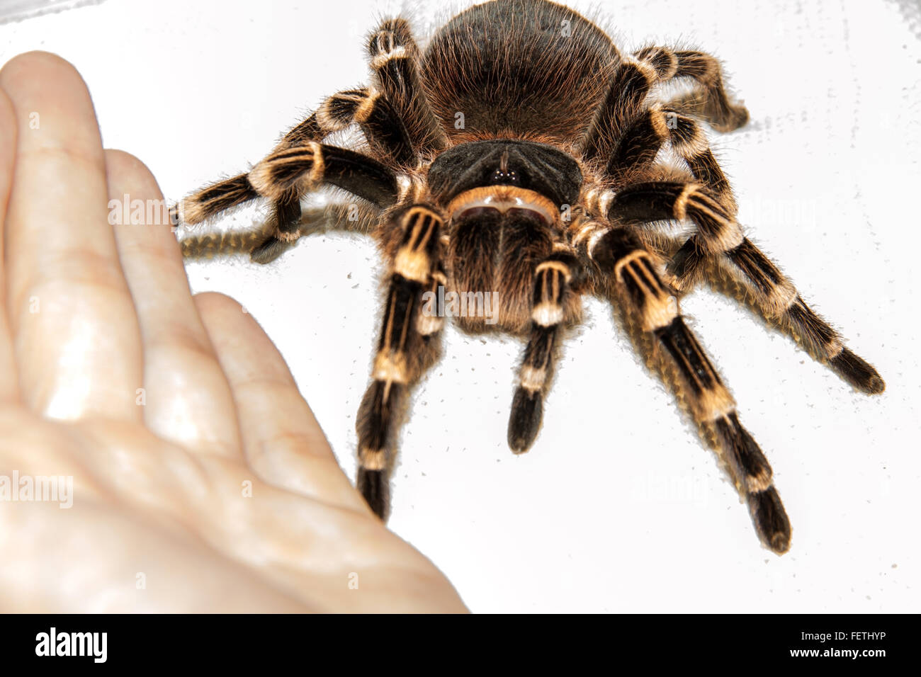 big black spider Stock Photo - Alamy