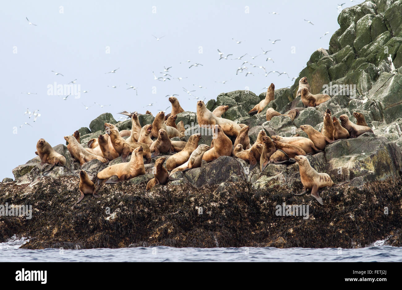 Steller sea lion rookery on cliffs of the island in the Pacific Ocean ...