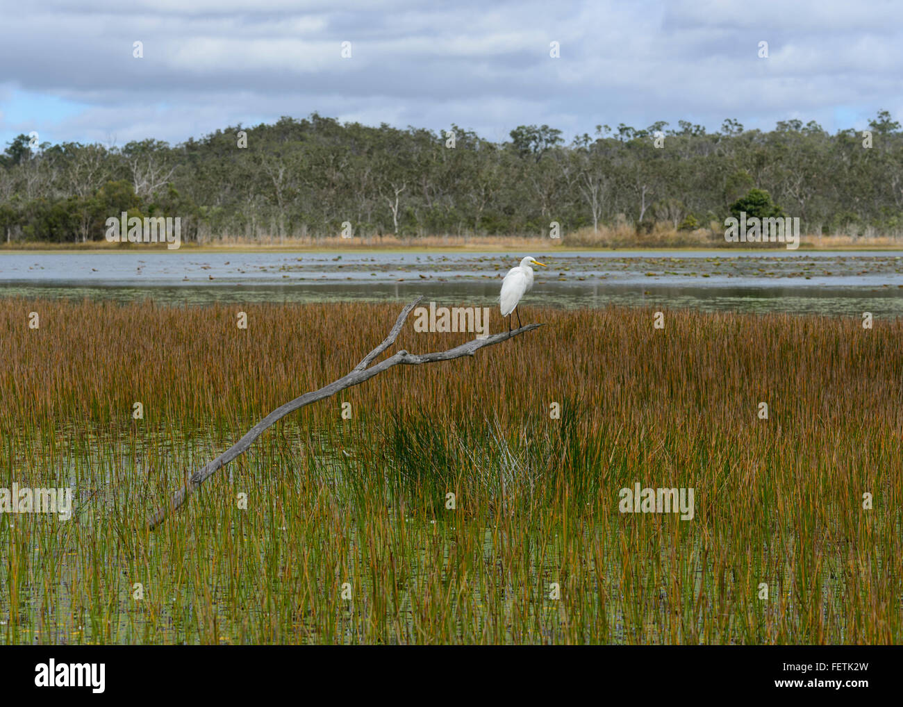 Intermediate Egret (Ardea intermedia), Mareeba Wetlands, Atherton ...