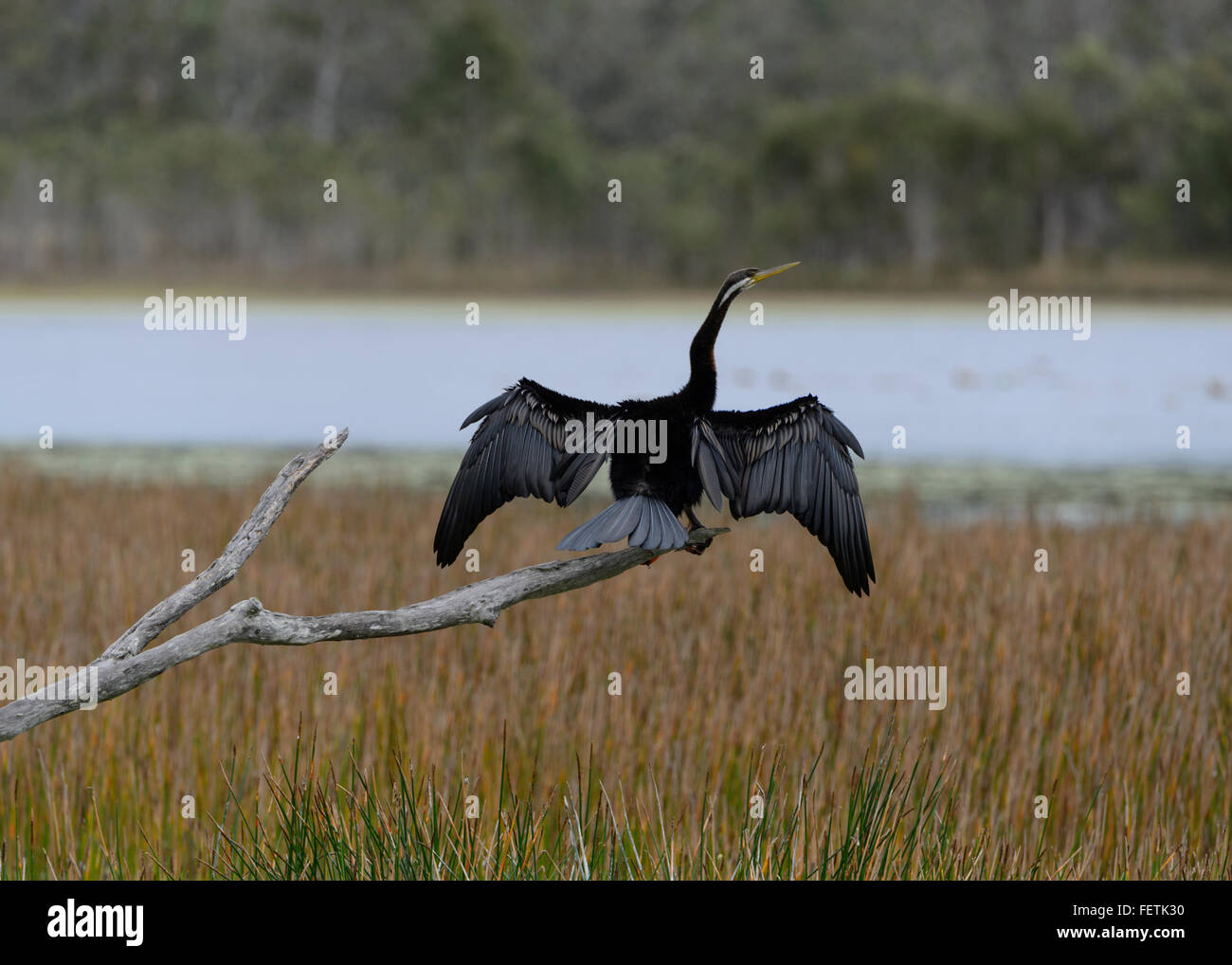 Darter (Anhinga melanogaster), Mareeba Wetlands, Atherton Tablelands ...