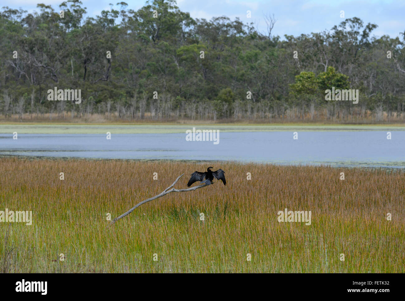 Darter (Anhinga melanogaster), Mareeba Wetlands, Atherton Tablelands ...