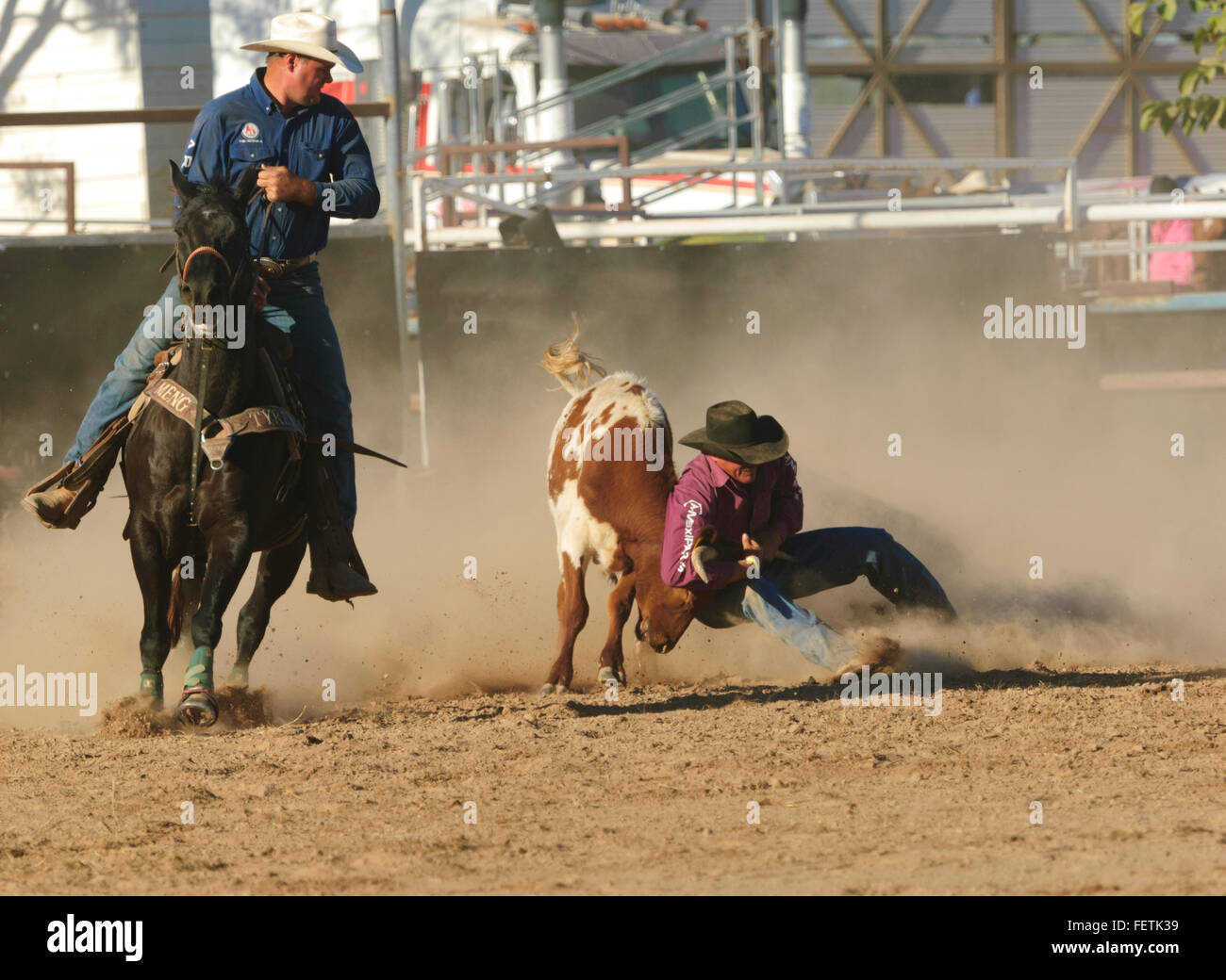 Steer Roping, Collinsville Rodeo, Queensland, Australia Stock Photo - Alamy