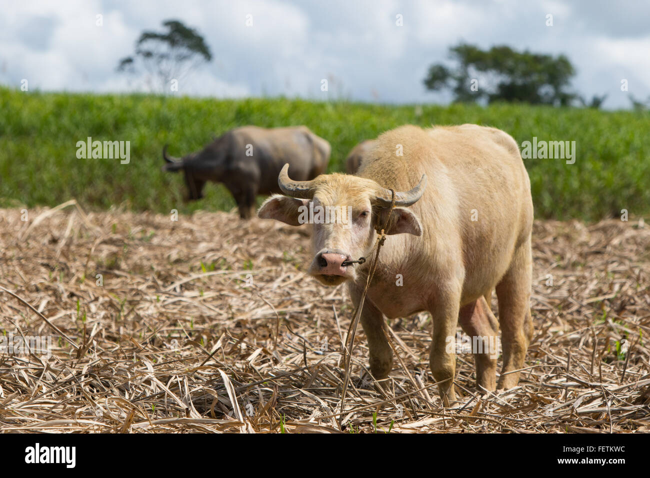 Carabao in the philippines hi-res stock photography and images - Alamy