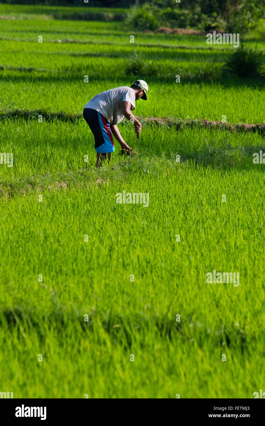 Farming Filipino Paddy Field High Resolution Stock Photography and ...