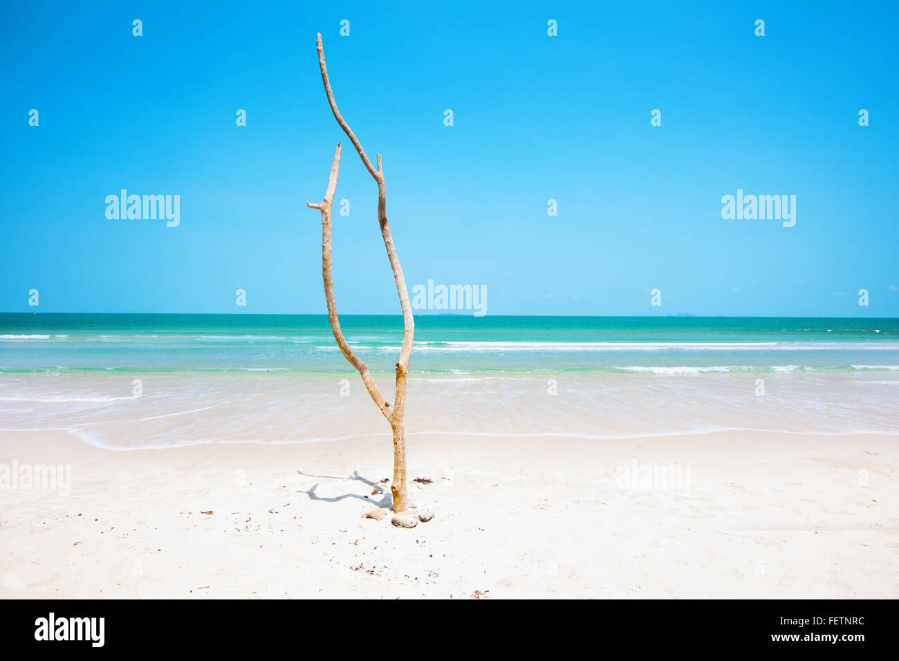 Dead tree on beautiful beach Stock Photo - Alamy