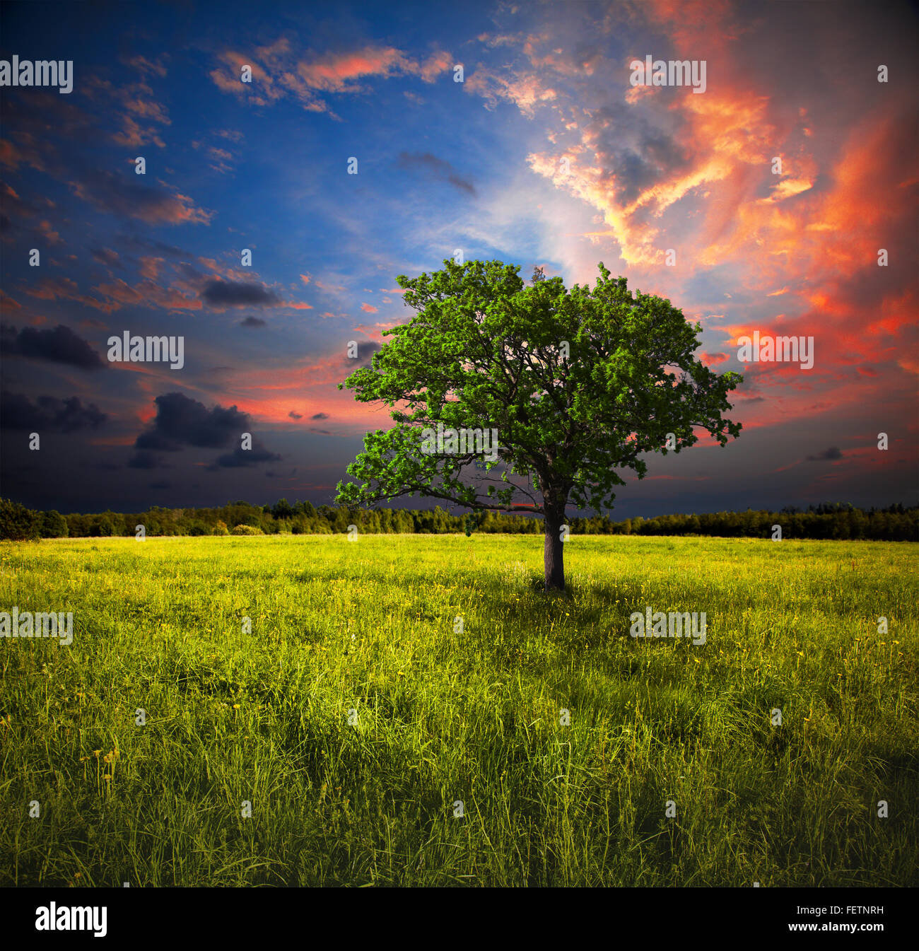 sunset and field Stock Photo - Alamy