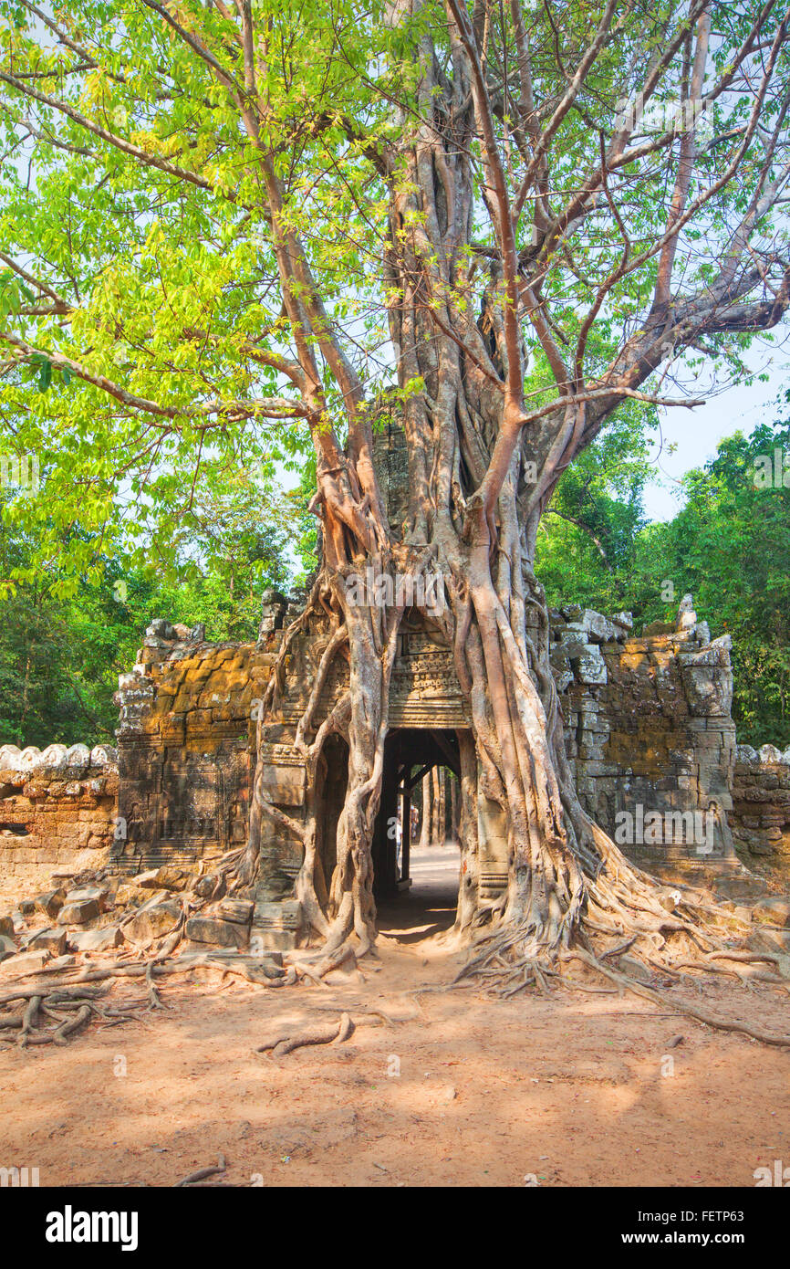 Tropical tree on Ta Som, Angkor wat in Siem Reap,Cambodia Stock Photo ...