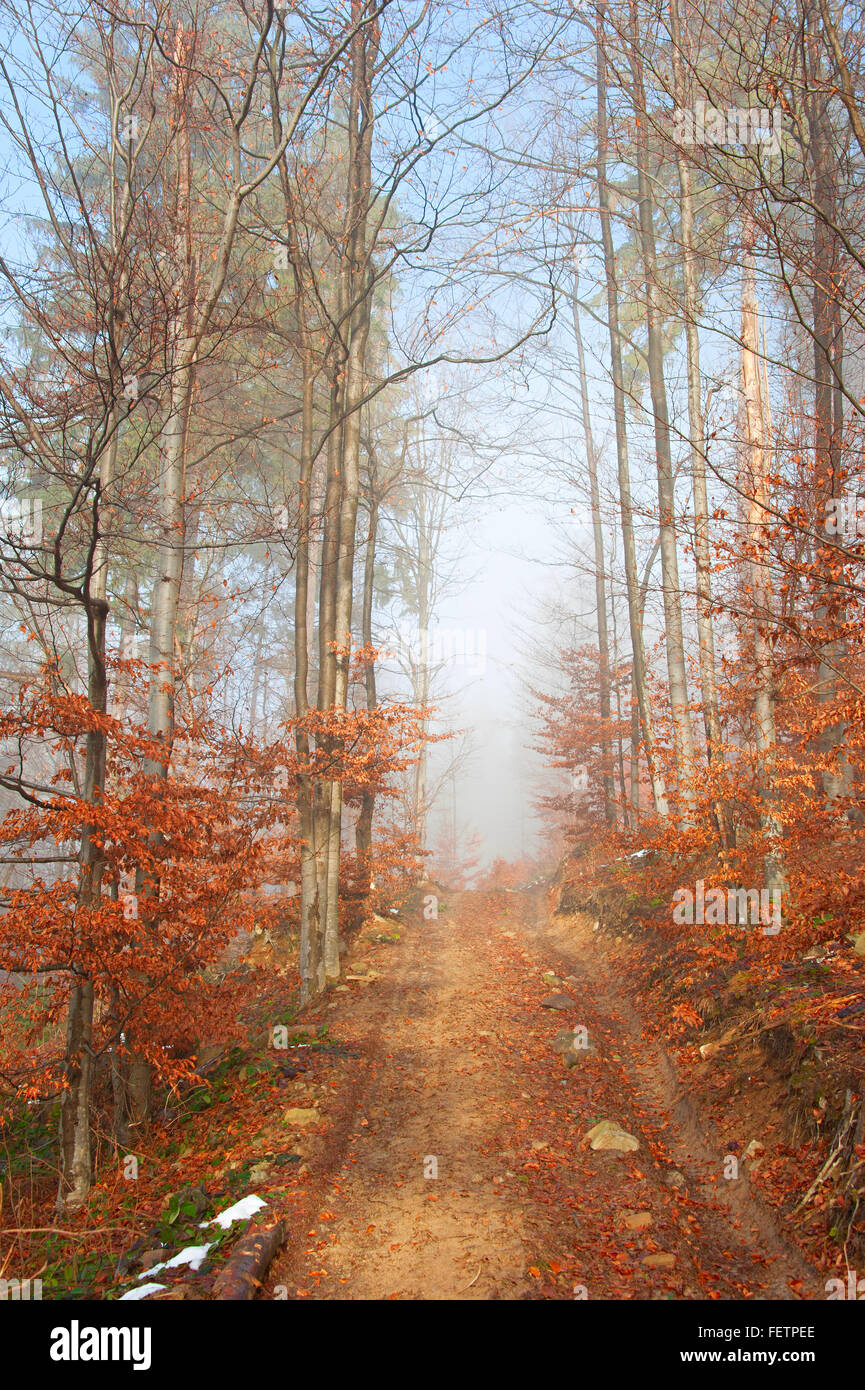 Empty forest hi-res stock photography and images - Alamy