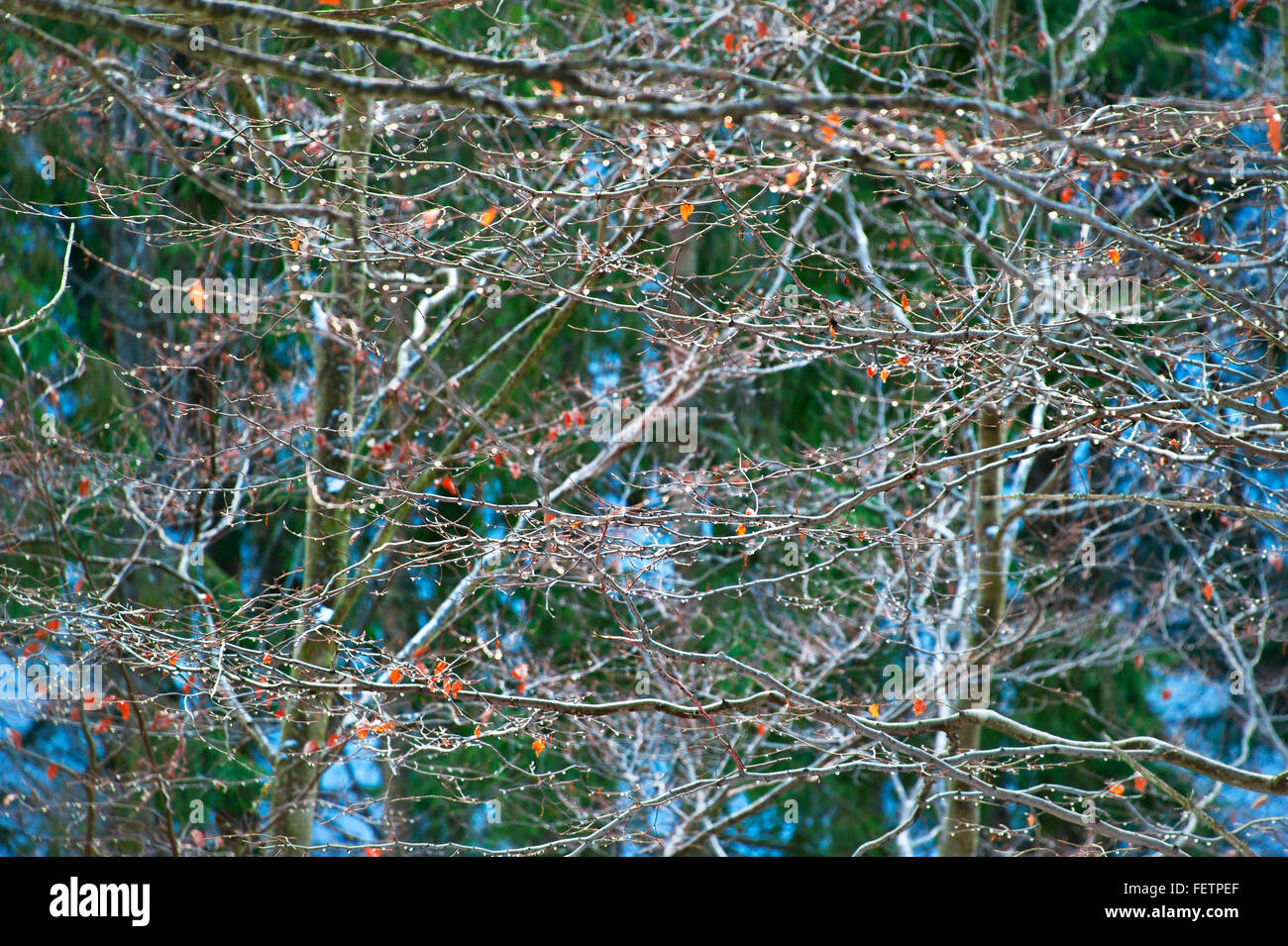 Rain drops on a tree branches in the winter day Stock Photo - Alamy